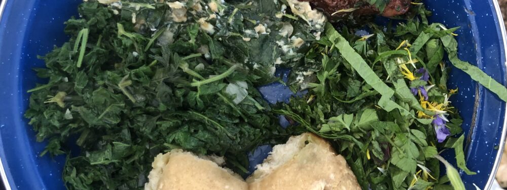 Moss grows on the North side of trees - Fact or Fiction? - Pippin ...